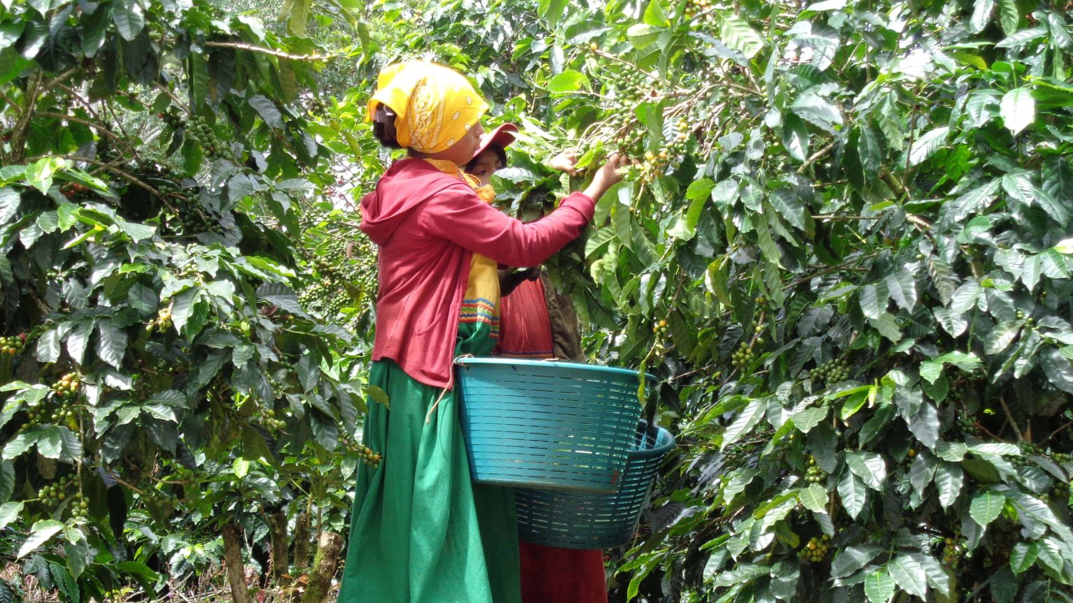 RHSF - Human Resources Without Borders