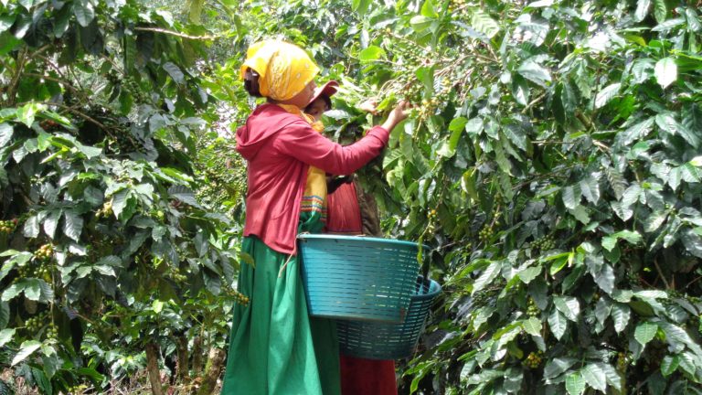 RHSF - Human Resources Without Borders